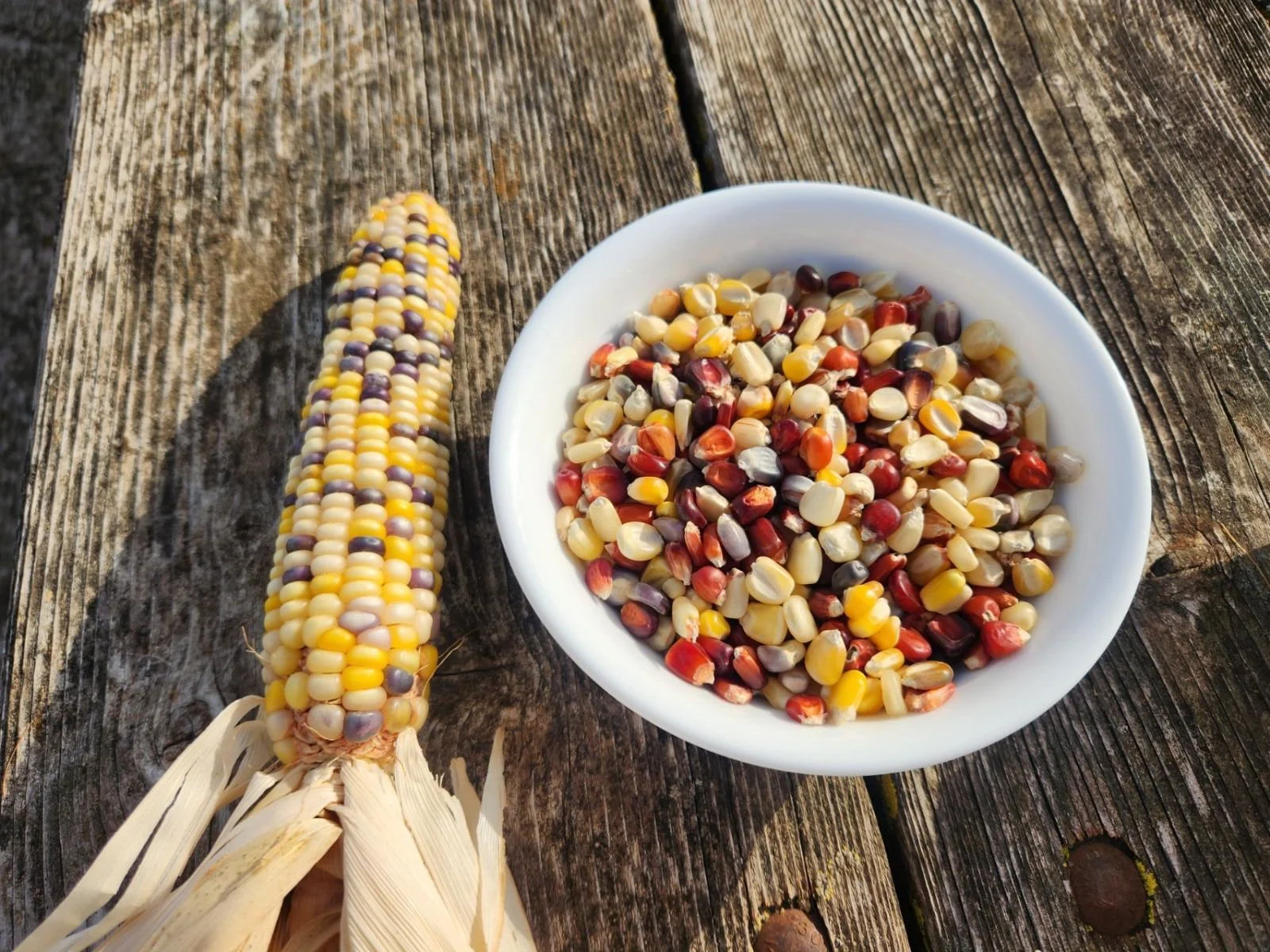 Amanda Palmer Heirloom Corn - Briscoe Farms