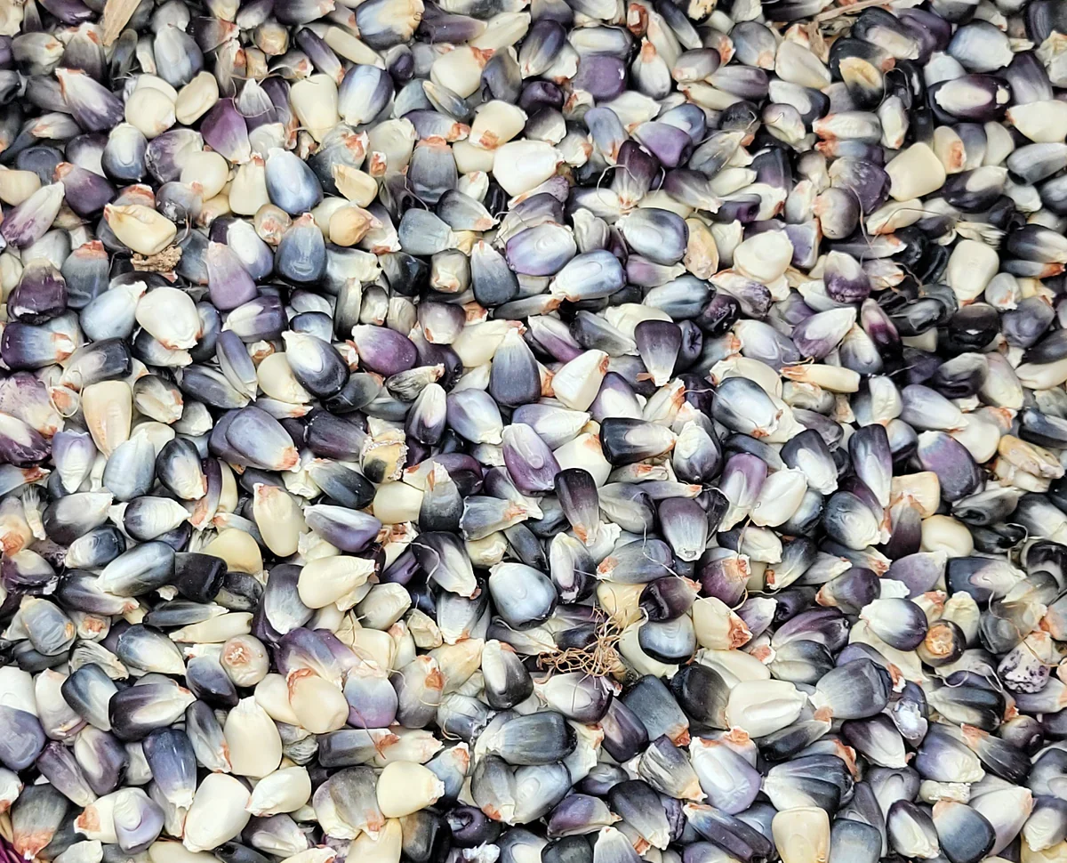 Cherokee White Eagle Heirloom Corn - Briscoe Farms