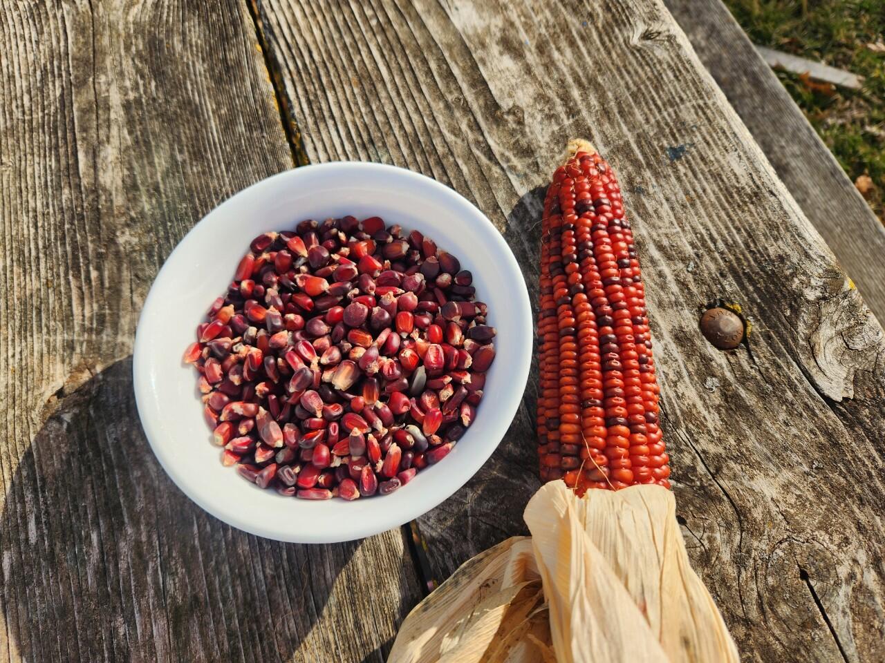 Jimmy Red Heirloom Corn - Briscoe Farms